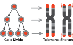 TeloTest™ - DNA Biological Aging Testing | Fagron Genomics US